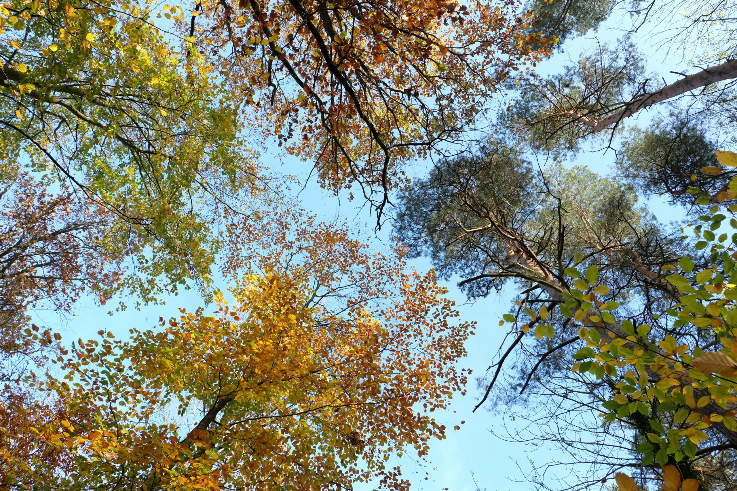 Triangle Trailer Camper: Complete 2025 A-Frame Guide - America’s Best ...